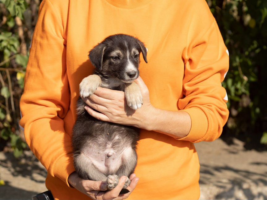 Сладкие щенятки ищут дом