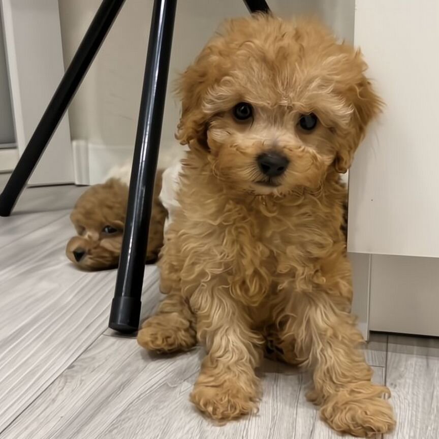 Той-пудель, щенок