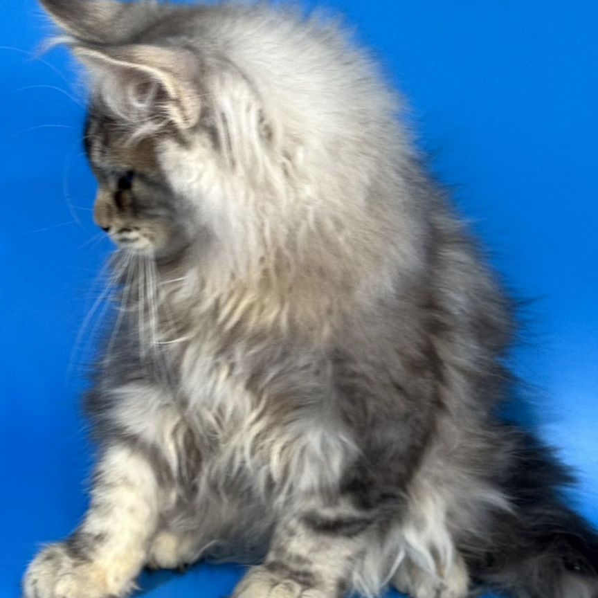Мейн кун котик super