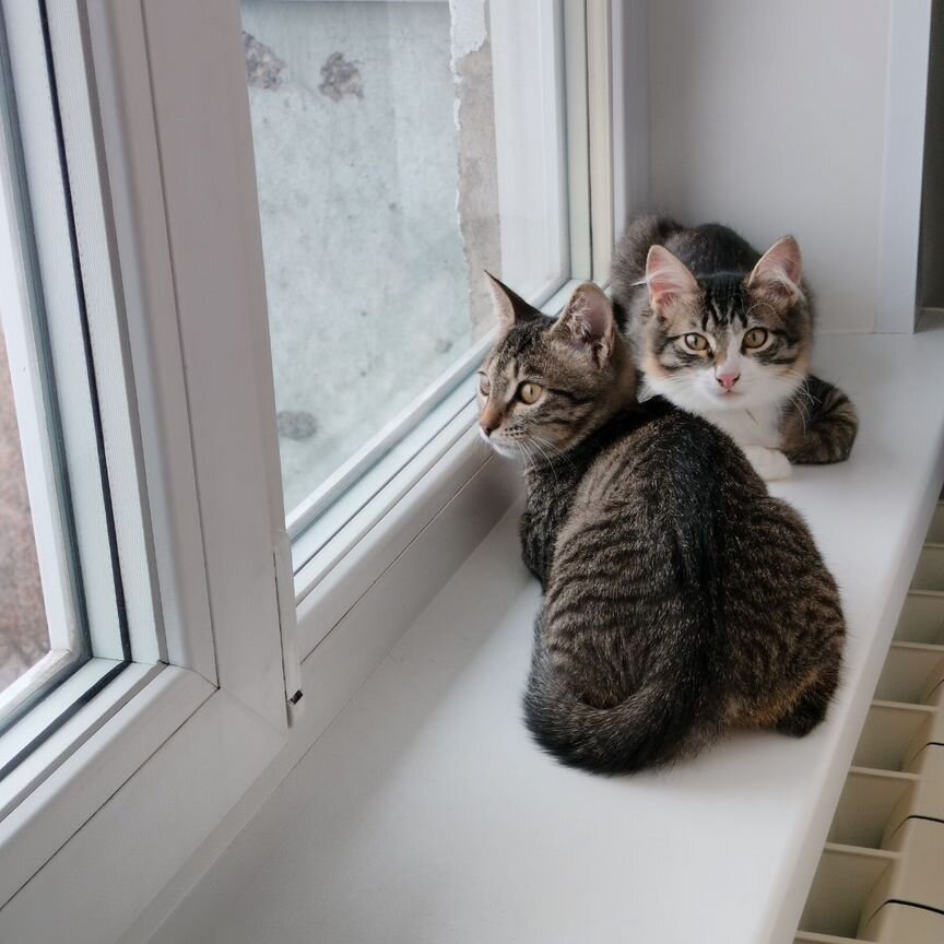 Котик в деревню