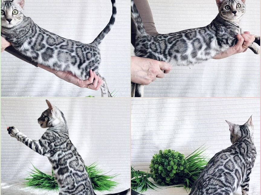 Бенгальская девочка из питомника