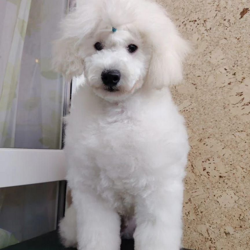 Той-пудель, щенок