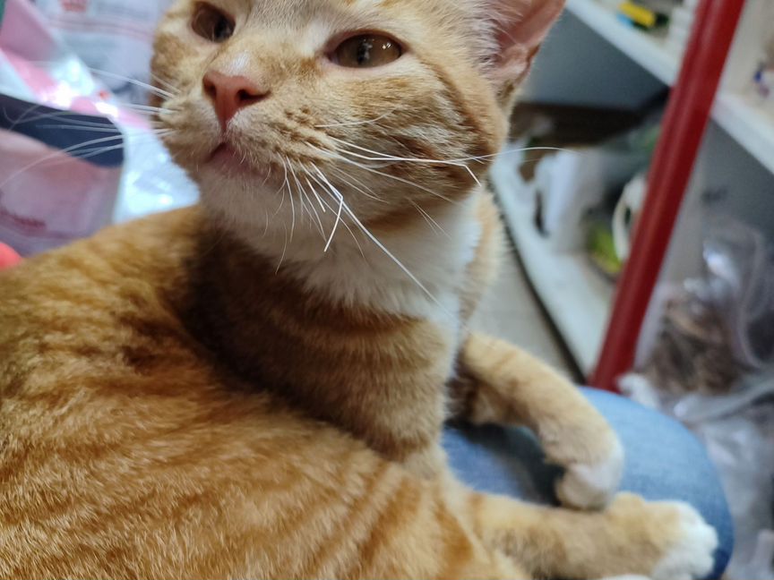 Котик молодой в дар