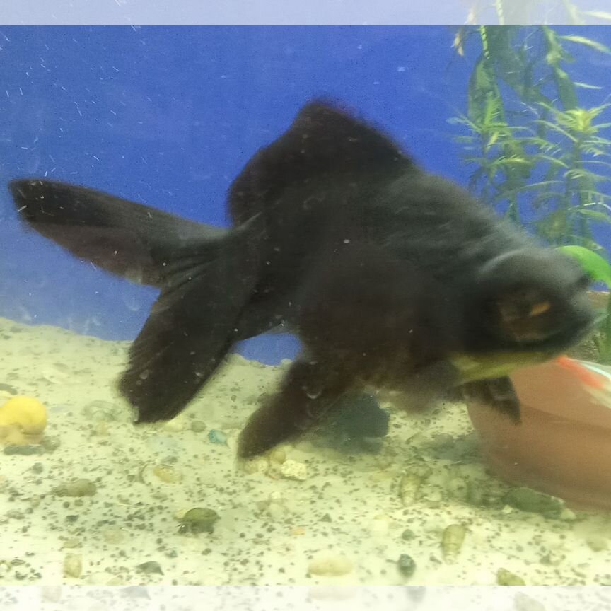 Телескоп аквариумная рыбка