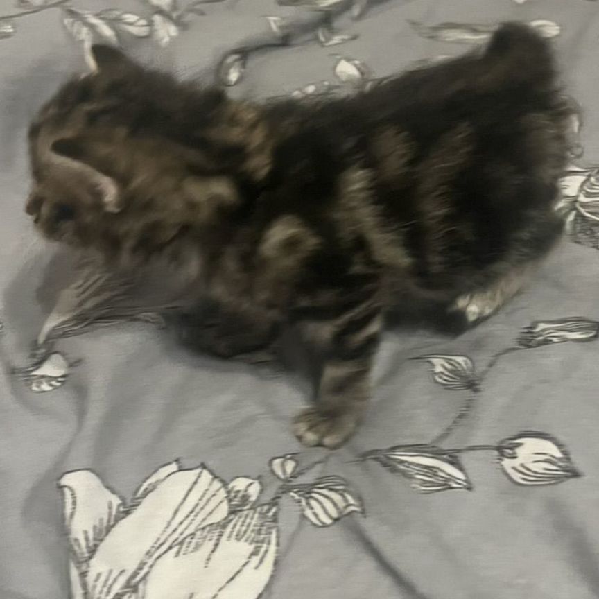 Курильский бобтейл короткошёрстный котёнок