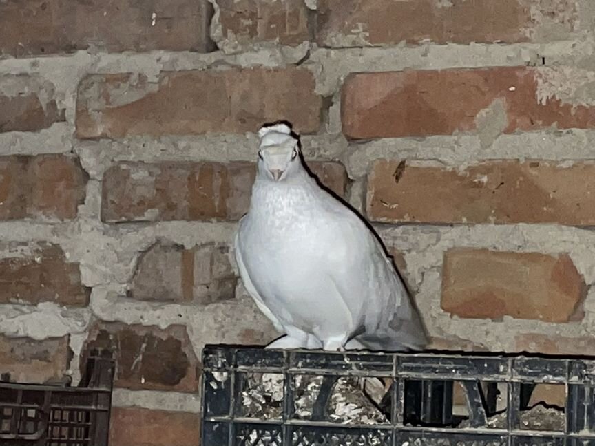 Голуби узбеки продажа