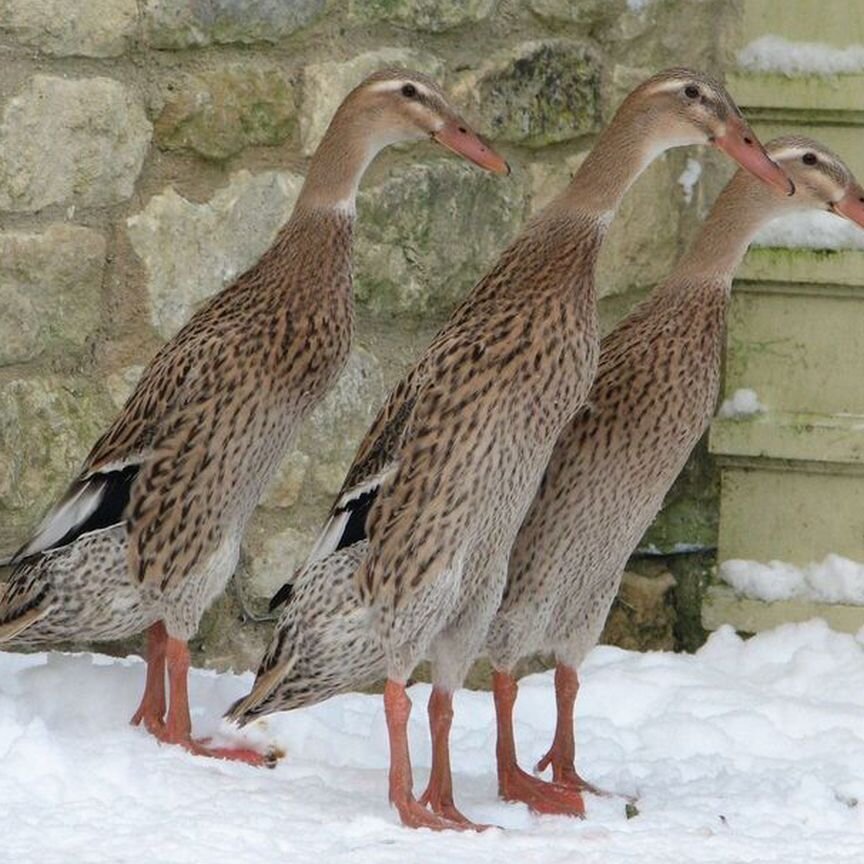 Утки бегунки