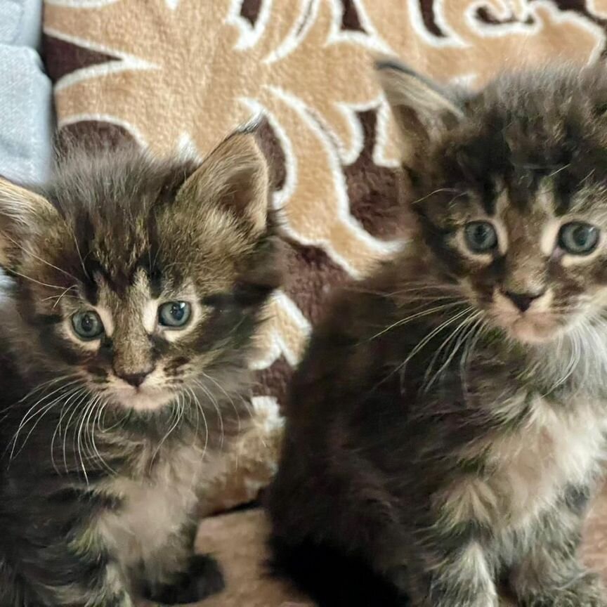 Котята мейн-кун