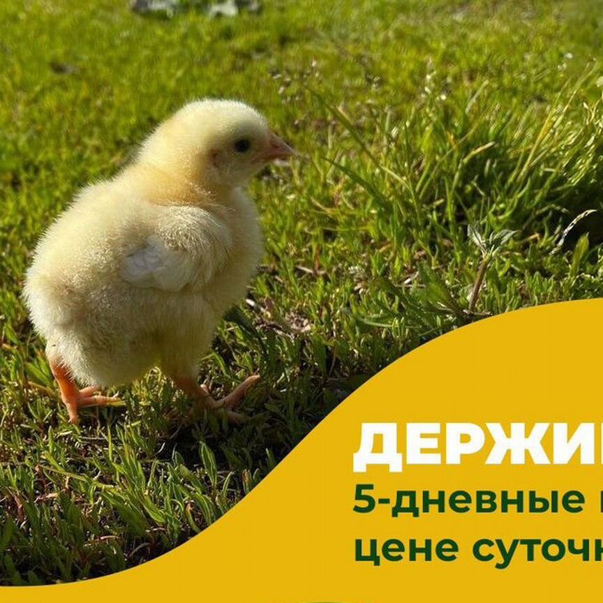 Цыплята Росс суточные в наличие и под заказ