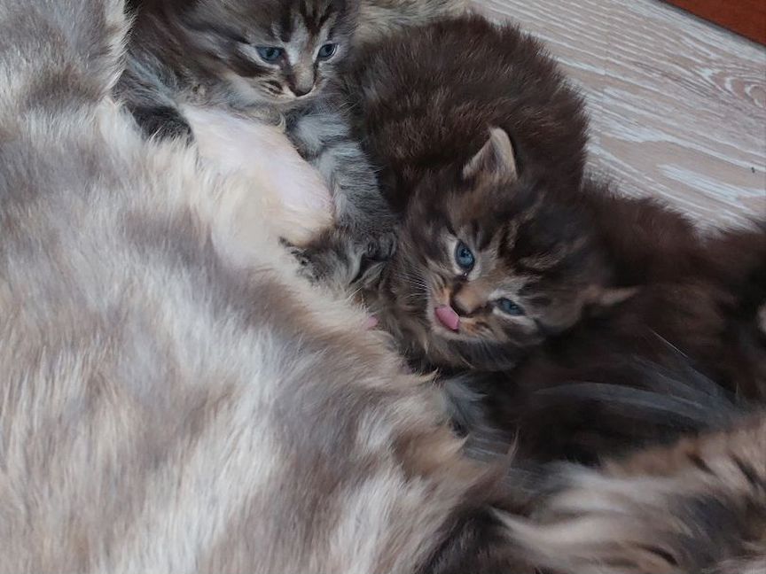 Британские котята