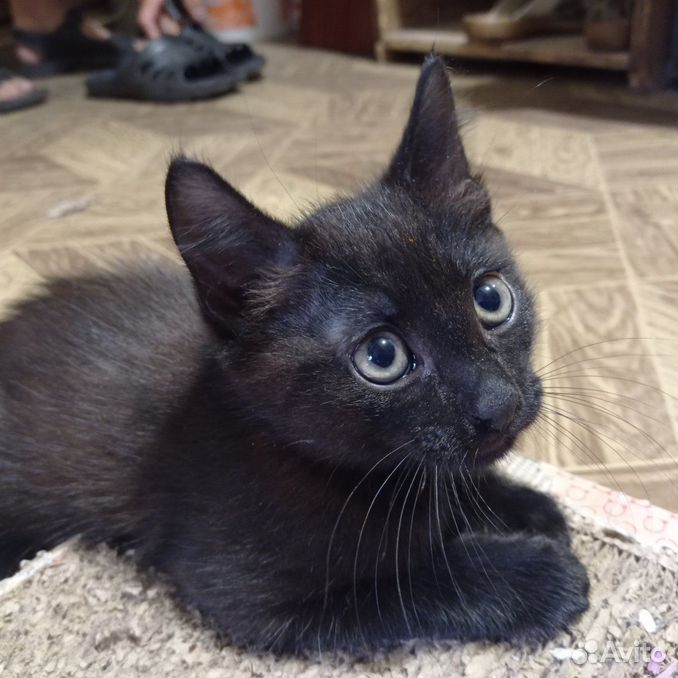 Котенок приносящий удачу