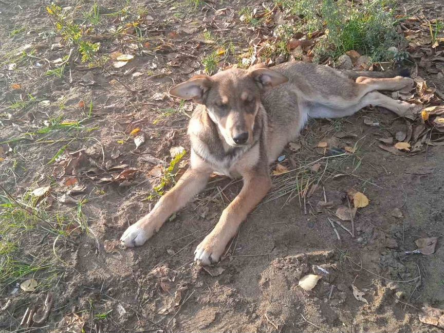 Метис немецкой овчарки