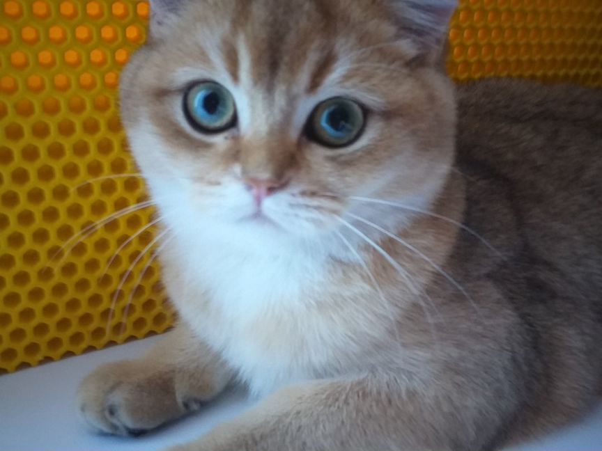 Шотландская девочка ny11