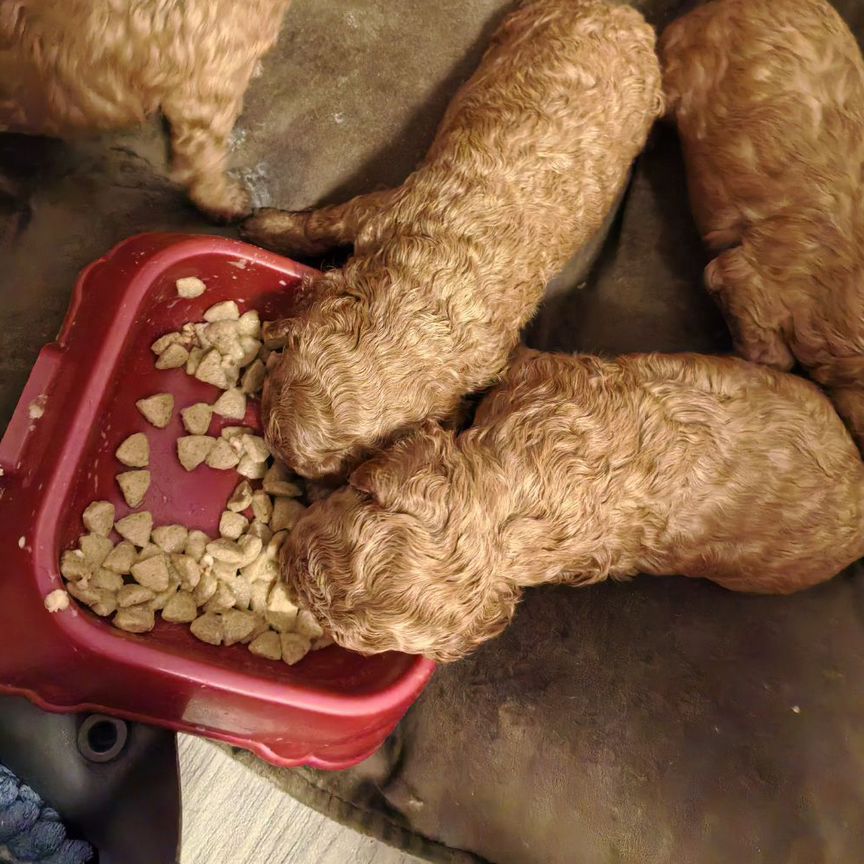 Той-пудель, щенок