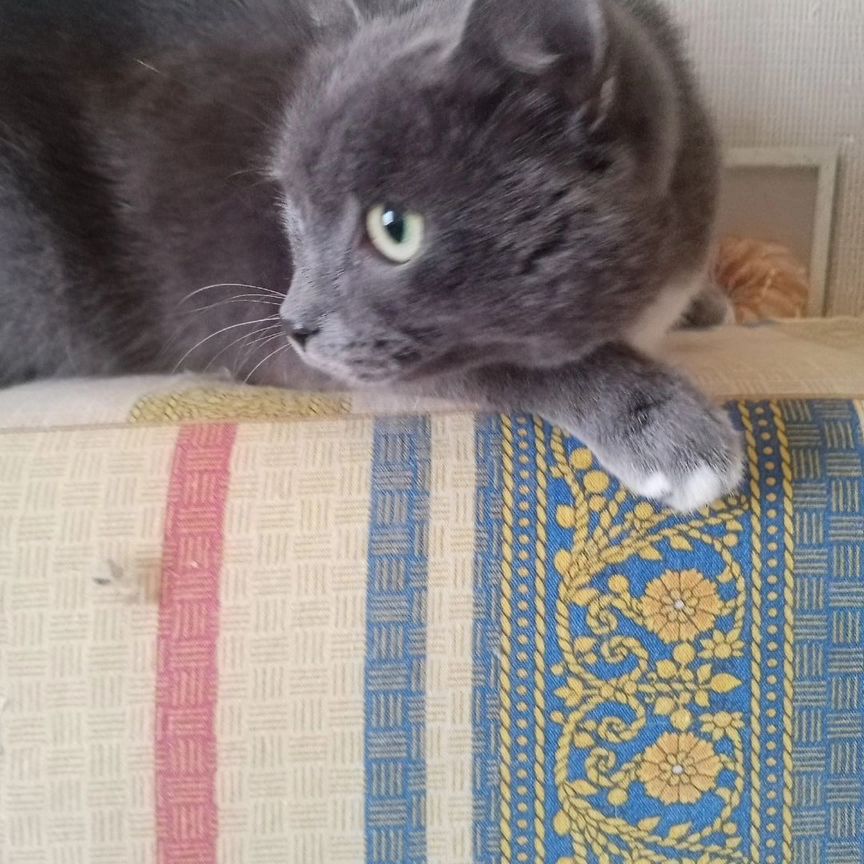 Кошка