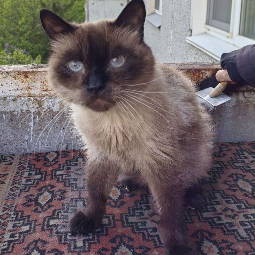 Сиамский, взрослый кот