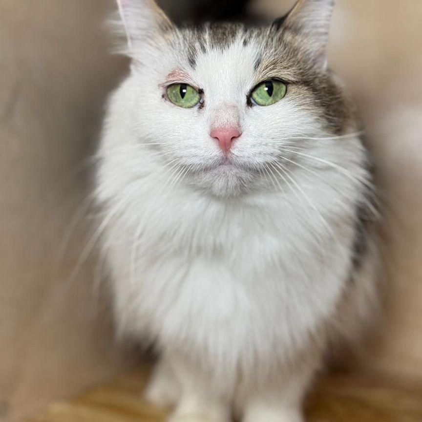 Кошка в дар