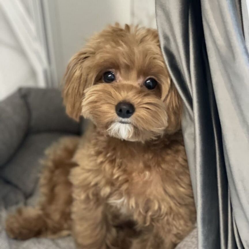 Щенки дизайнерской породы мальтипу maltipoo