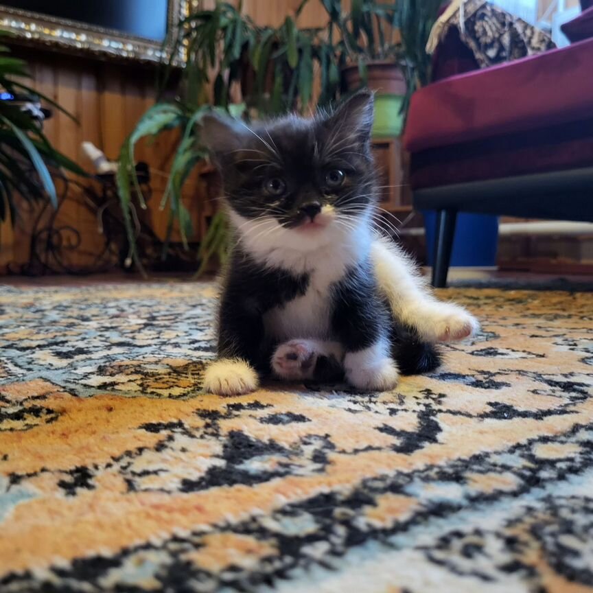 Котёнок в добрые руки