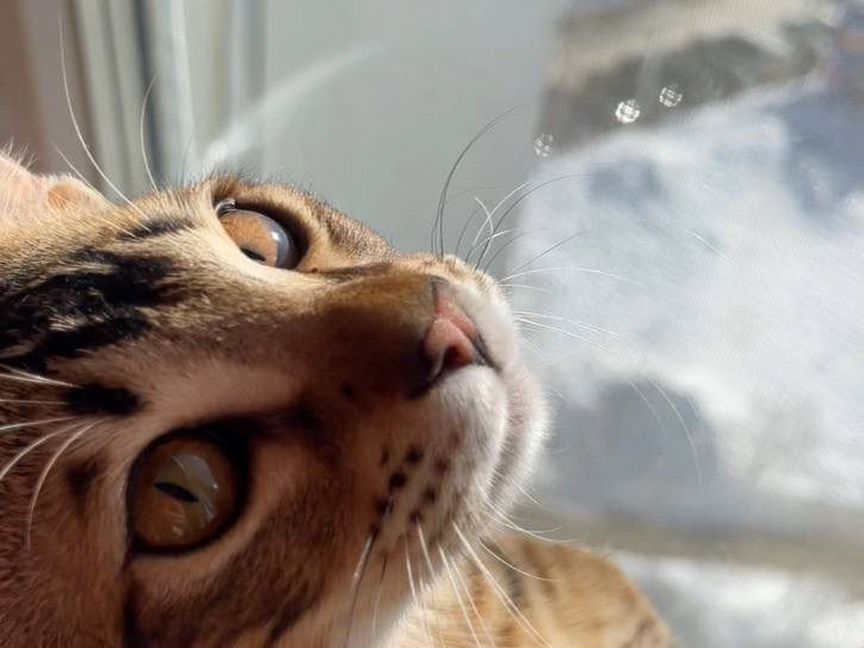 Кошки