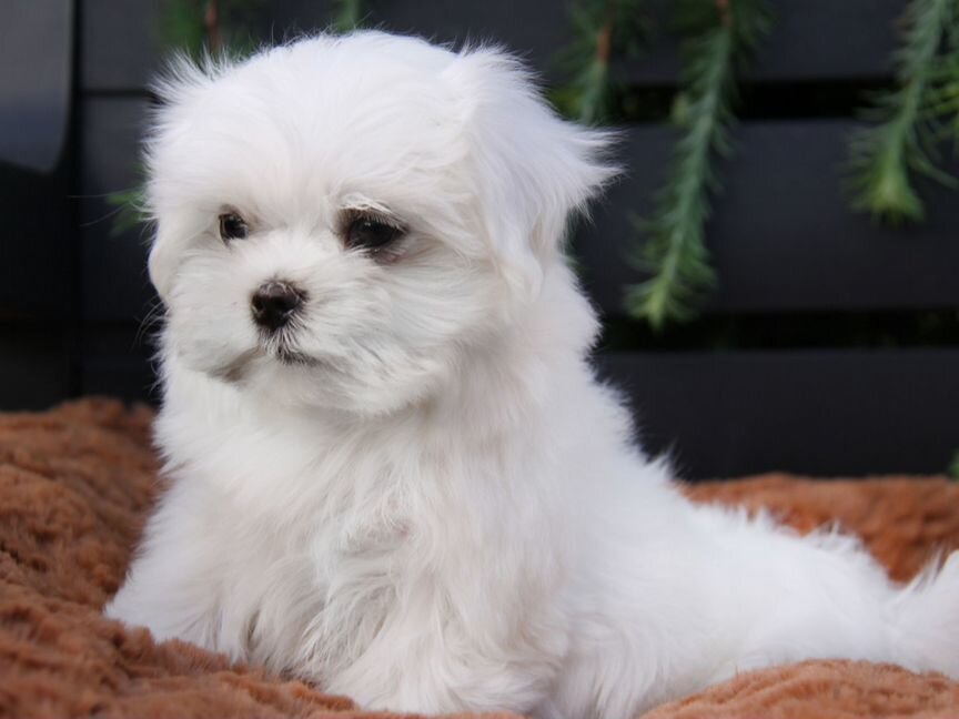 Болонка мальтезе