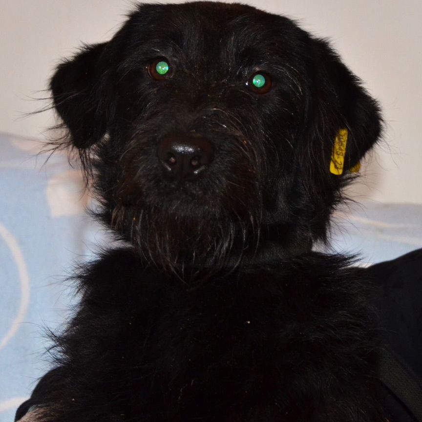 Собака в дар