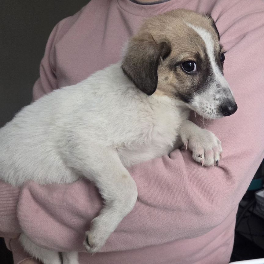 Щенок в добрые руки