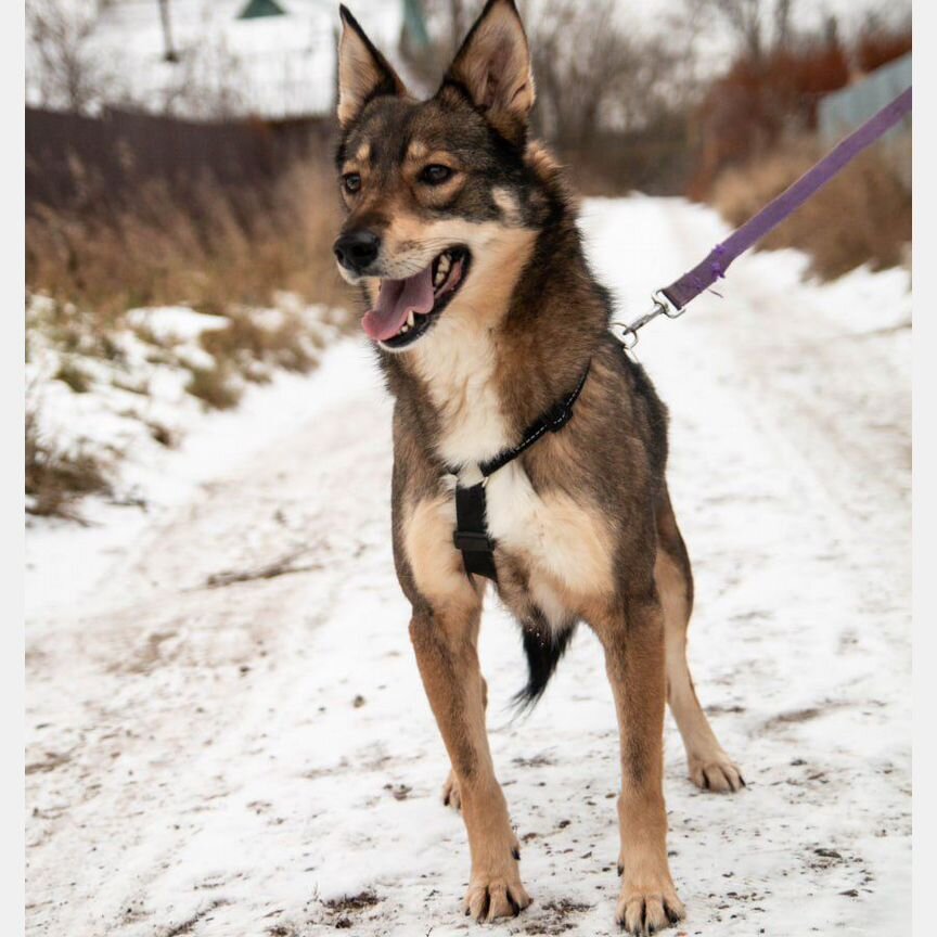 Средняя собака