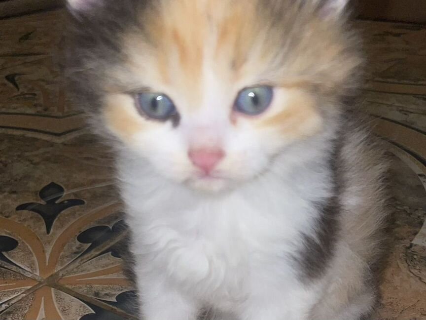 Котята в добрые руки мальчики и девочка