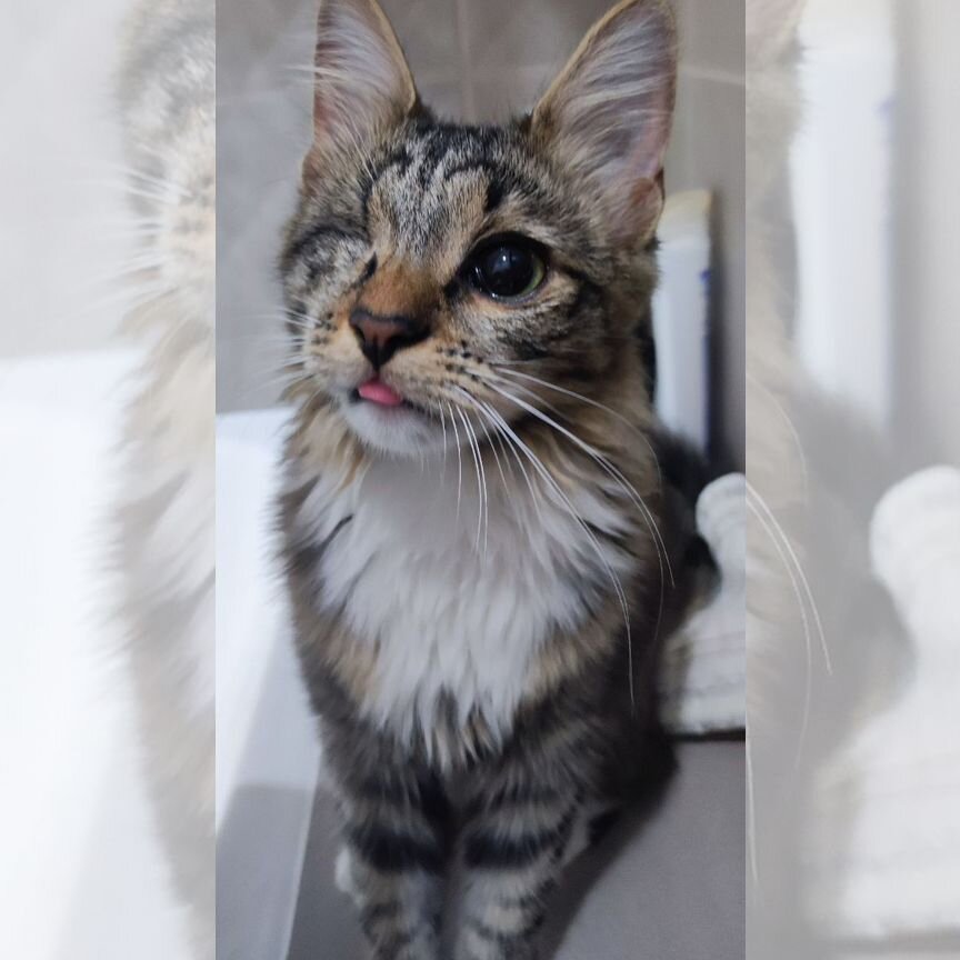 Котёнок в добрые руки