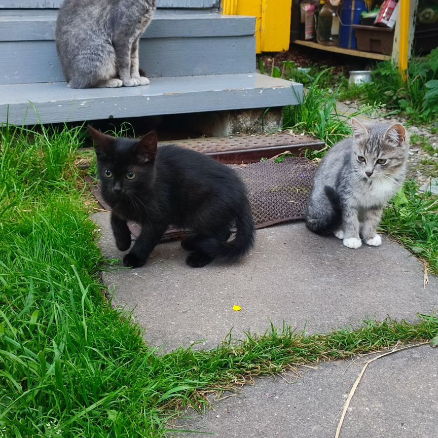 Котята в хорошие руки