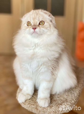 Шотландский котенок. Вислоухая девочка