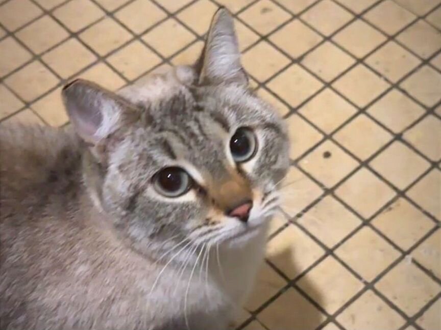 Кошка в дар