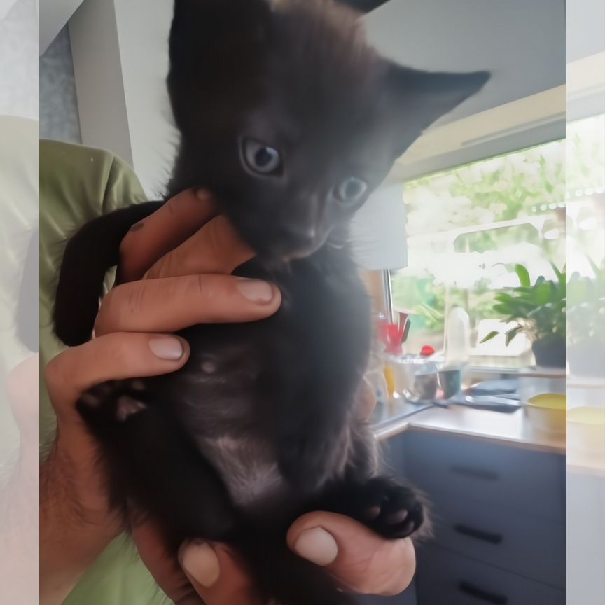 Котёнок в добрые руки