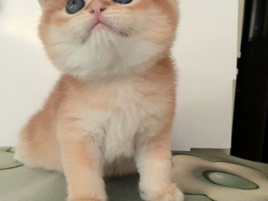 Золотой котик шиншилла