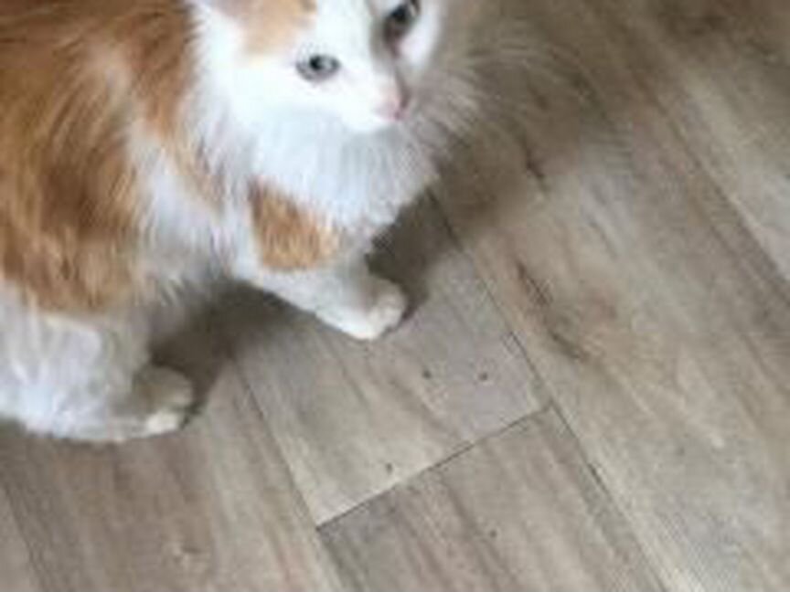 Кот