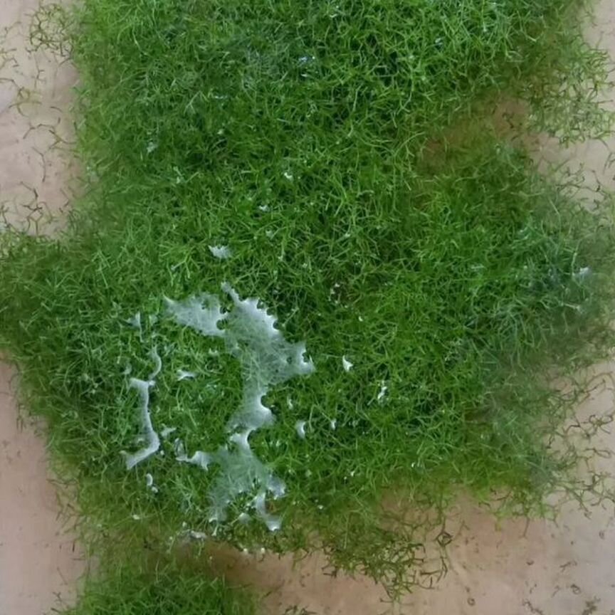 Аквариумный мох риччия и мох донный