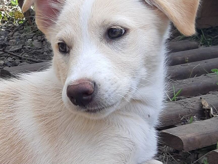 Девочка 2.5 м