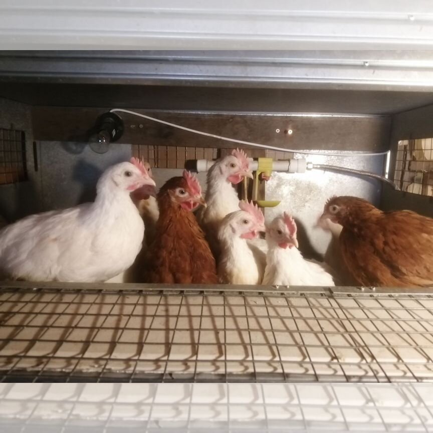 Молодые петушки