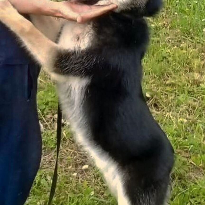 Собака кобель