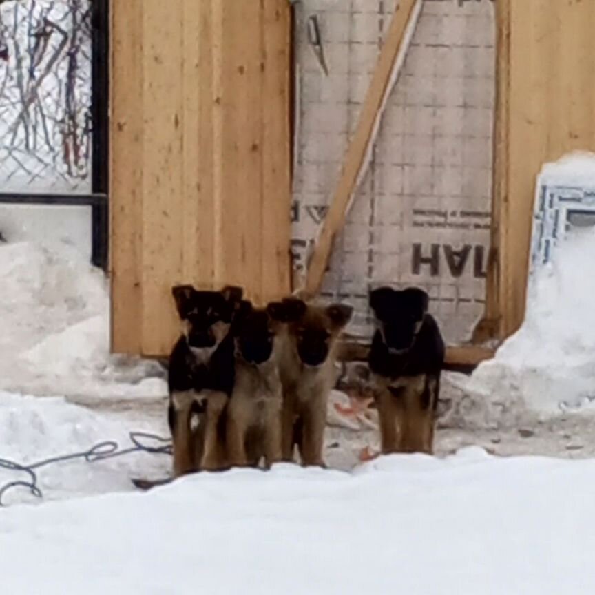 Три мальчика и девочка ищут дом