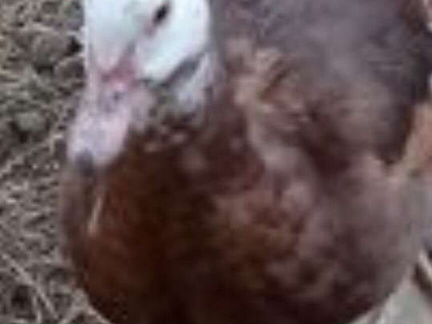 Утки мускусные