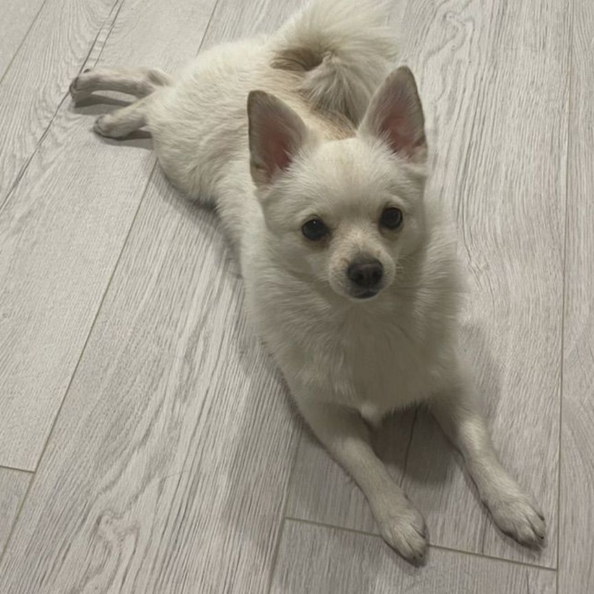 Вязка чихуахуа девочка длинношерстная