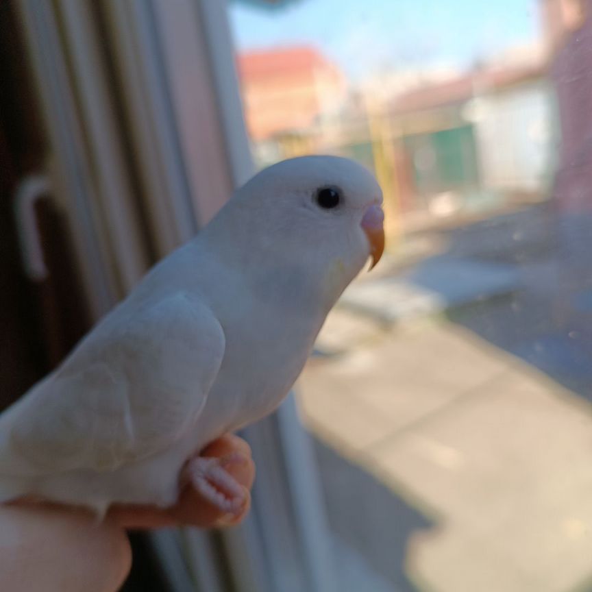 Волнистый попугай