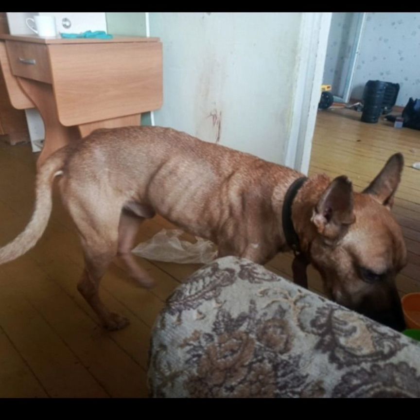 Американский питбультерьер, взрослый пёс