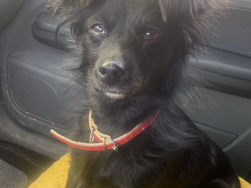 Нашлась собака