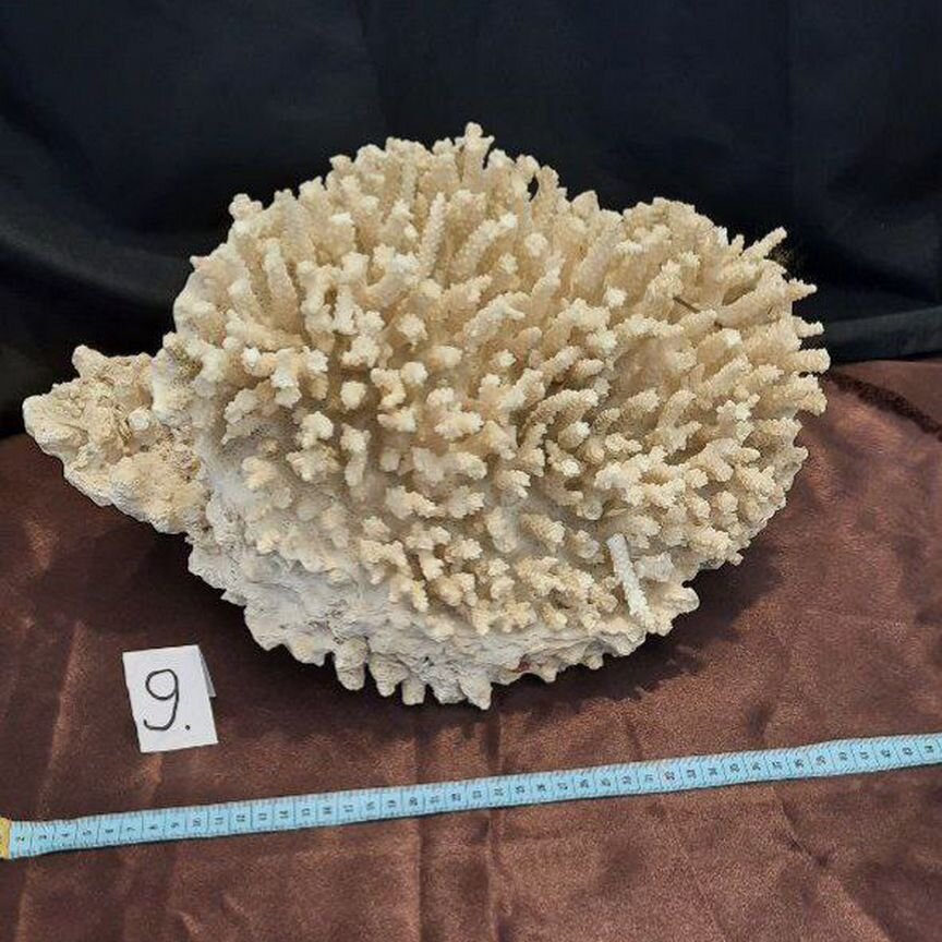 Натуральный морской коралл