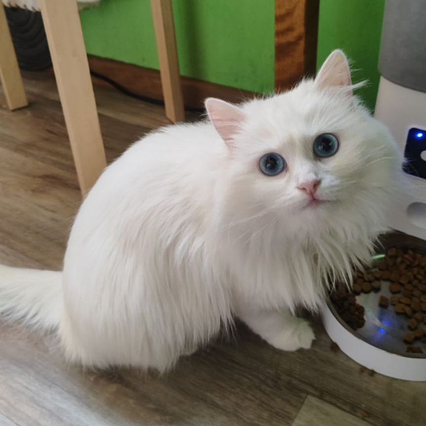 Ангорская кошка