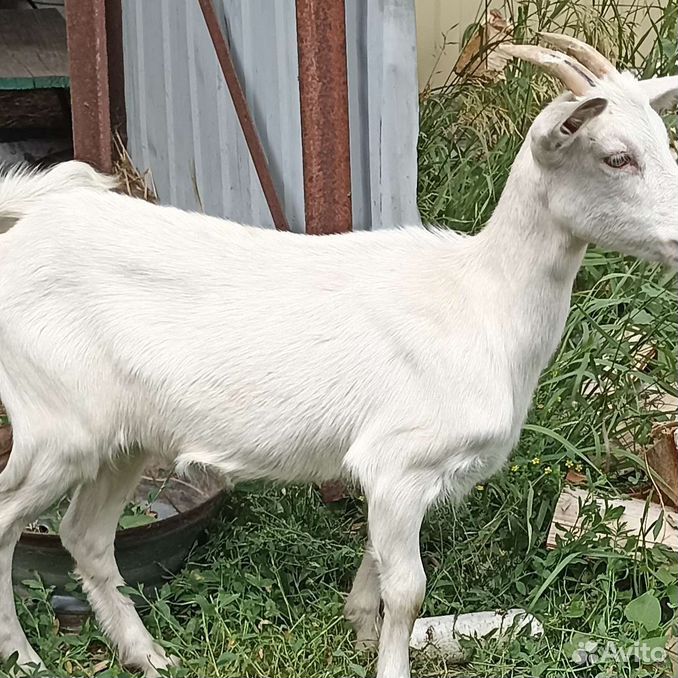 Продаются козочки