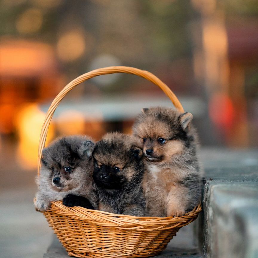 Померанский шпиц медвежьего типа